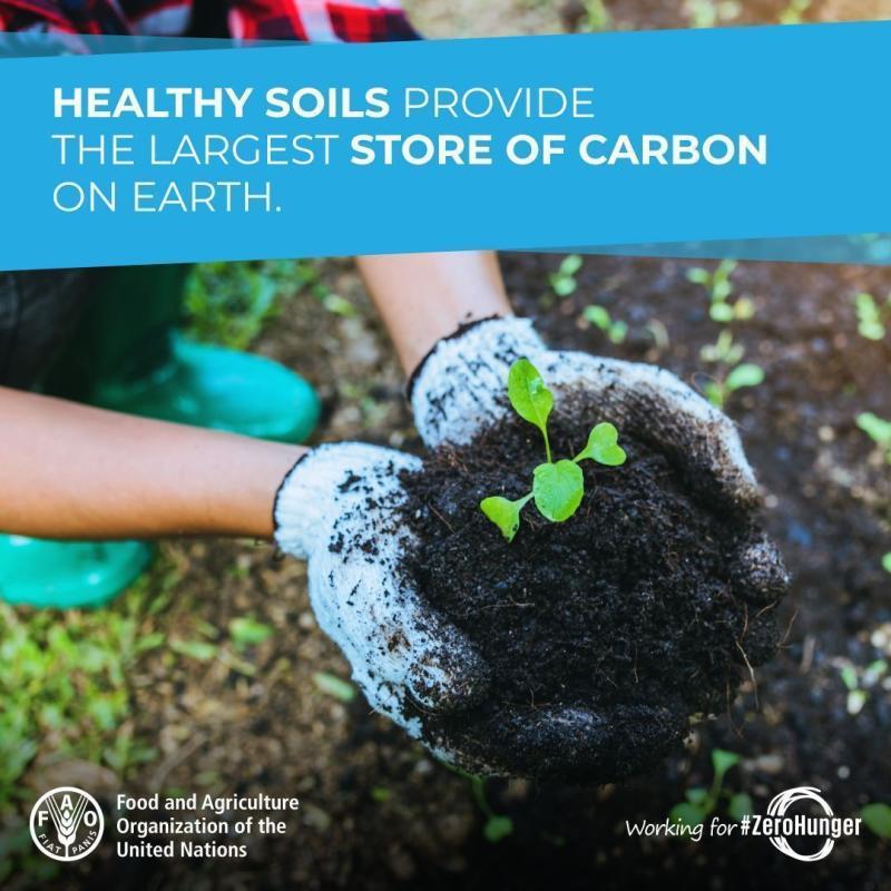 FAO: Healthy soil provide the largest store of carbon on earth ...