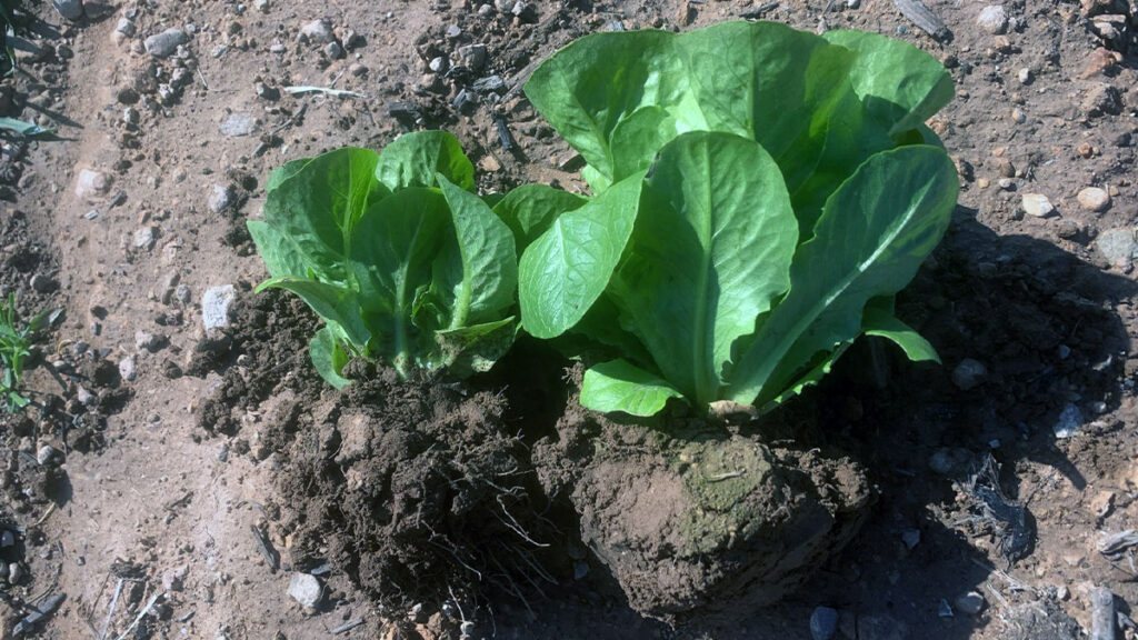 Results - SoilSteam International