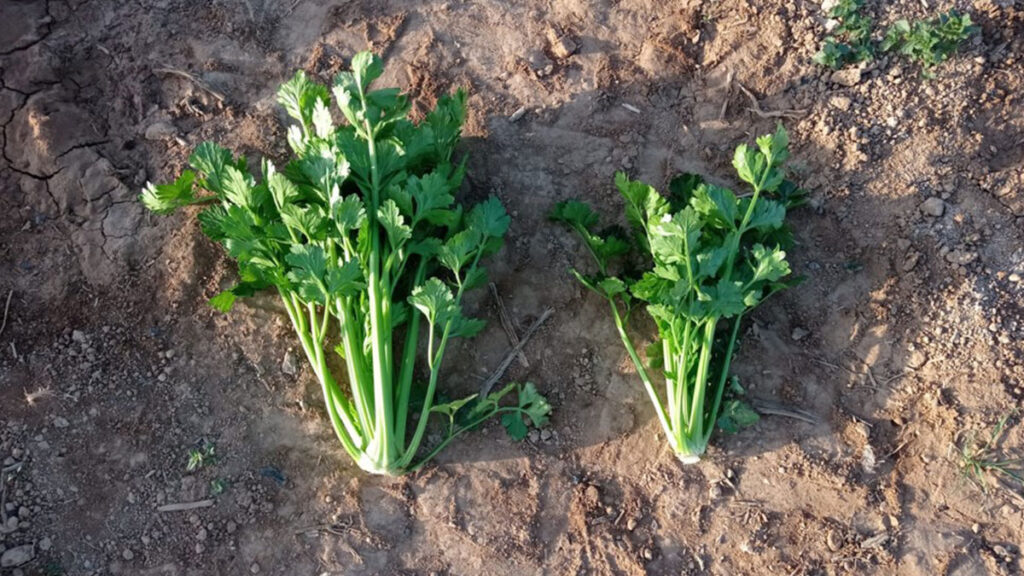 Results - SoilSteam International