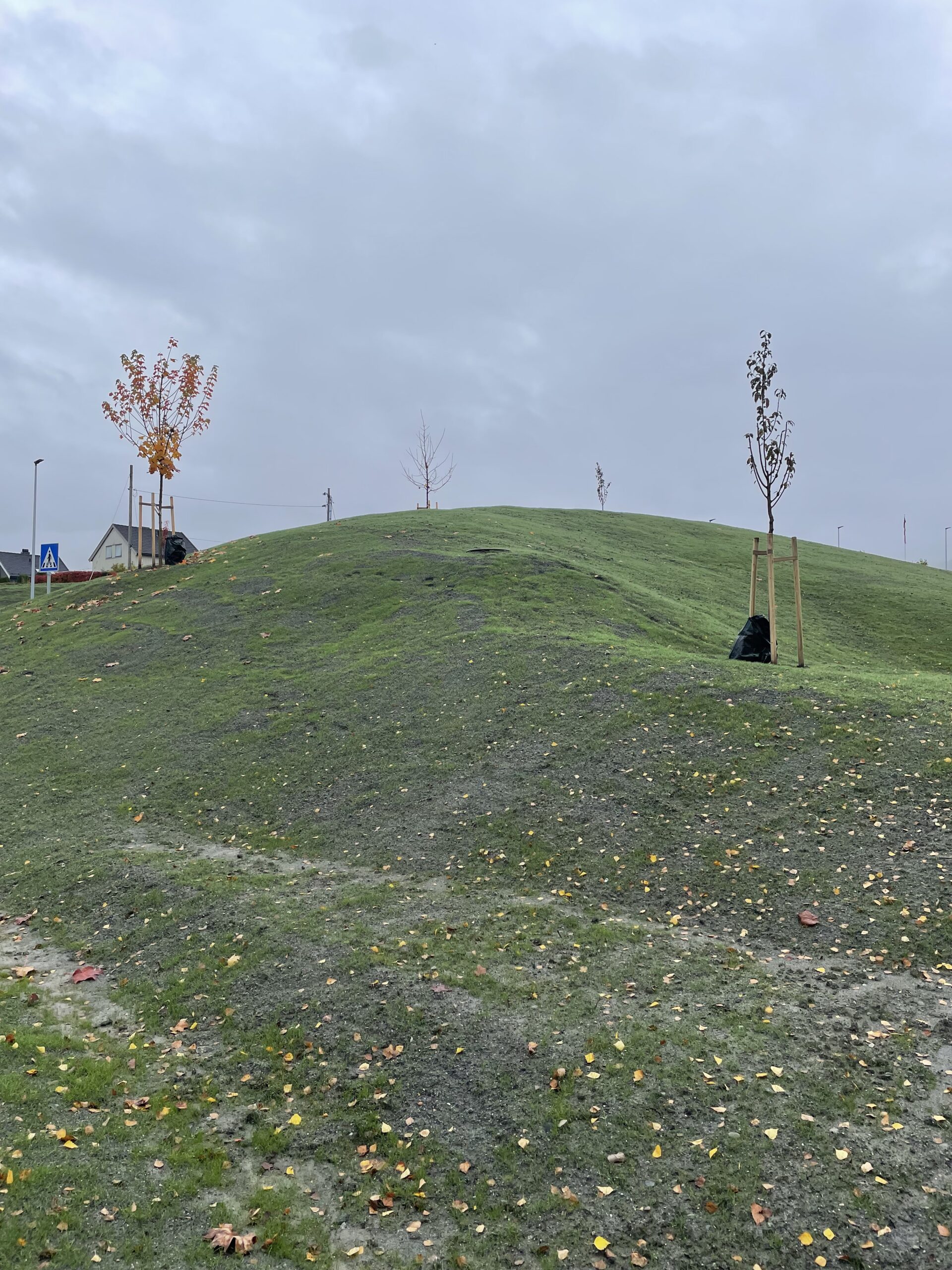 How does it grow in steamed soil? - SoilSteam International