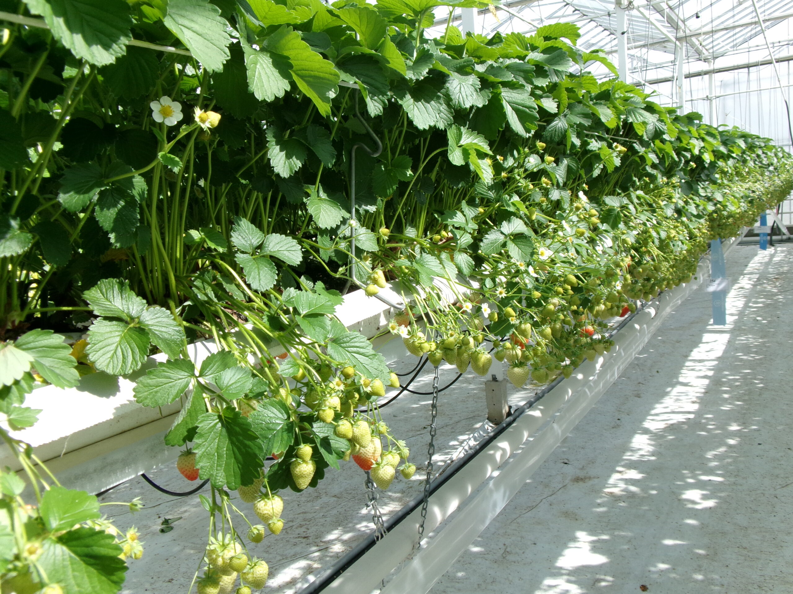 Innovative Project with Great Potential: Reusing Substrates Can Improve ...